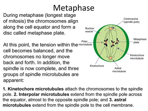 Cell Division Cell Cycle Dna Duplication Ppt