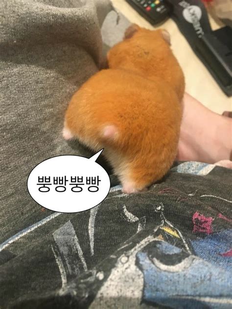 짤에 있는 ㅇㅅㅇ님의 핀 재미있는 강아지 사진 귀여운 동물 밈 재미있는 이모티콘