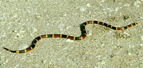 Coral Snake Wikipedia