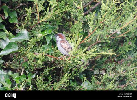 Common House Sparrow In Tree Stock Photo Alamy