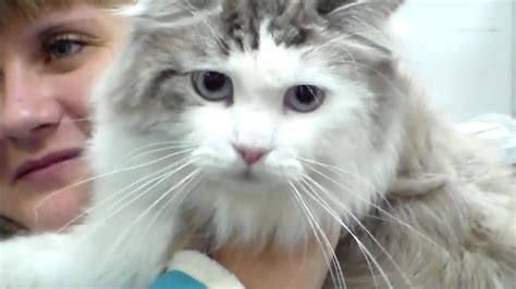 Сибирская Кошка Няшный Огромный Сибиряк Породы Кошек Youtube