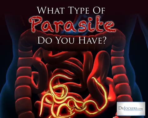 What Type Of Parasites Do You Have Parasites Symptoms Parasite Parasite Cleanse