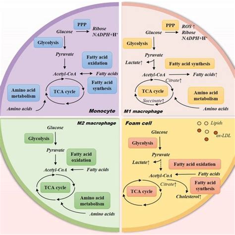 Six Major Metabolic Pathways And Metabolic Reprogramming In Monocytes Download Scientific