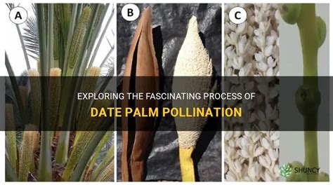 Exploring The Fascinating Process Of Date Palm Pollination ShunCy