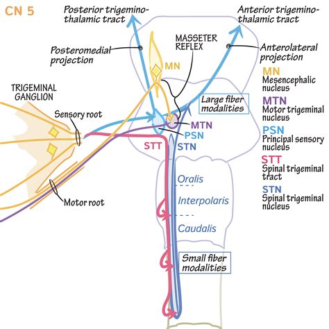 Neuroanatomy Glossary Trigeminal Nerve Cn 5 Ditki Medical
