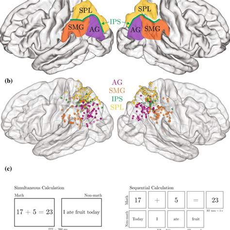 Lateralization Effect A Distributions Of The Posterior To Anterior