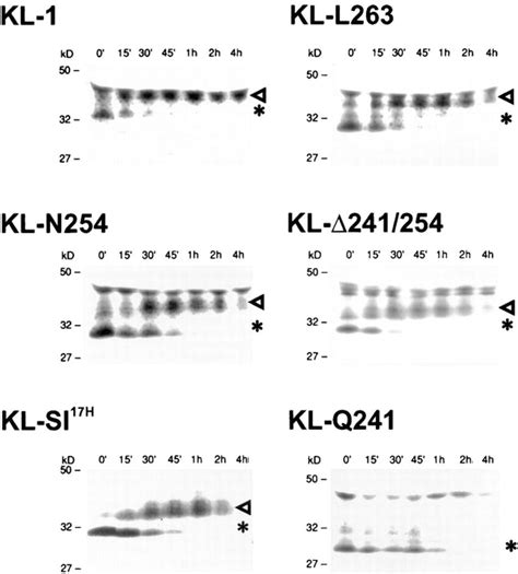 Biosynthetic Characteristics Of Kl 1 Cytoplasmic Domain Variants And Download Scientific