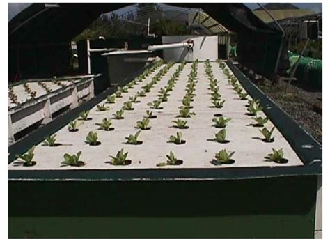 A Larger Floating Raft System Hydroponic Photo Gallery The