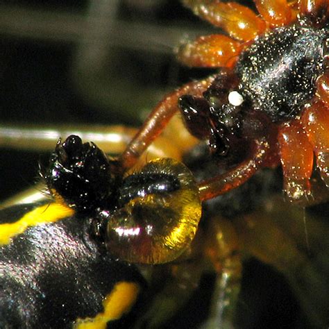 Filmy Dome Spider Sex Neriene Radiata BugGuide Net