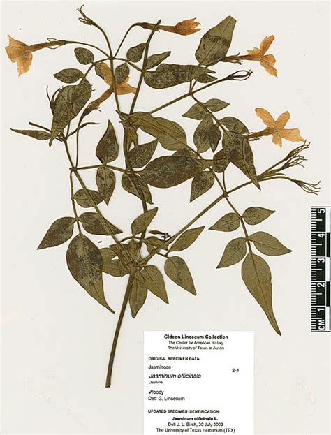 The Standard Size Of The Herbarium Sheet Is At Kate Gask Blog