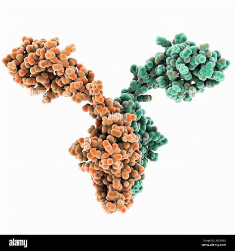 Ribosomal Rna Binding Protein Molecule Computer Model Showing The Structure Of A Ribosomal