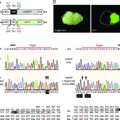 Simultaneous Multiplex Target Editing By Als Assisted Target Aid A