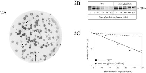 Identi Fi Cation Of The Gid1 Gene A Gid1 3 Way 5 4a D1 Cells Were