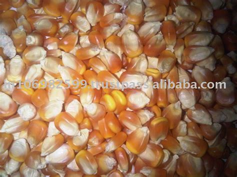 Maize Proteinindia Price Supplier 21food