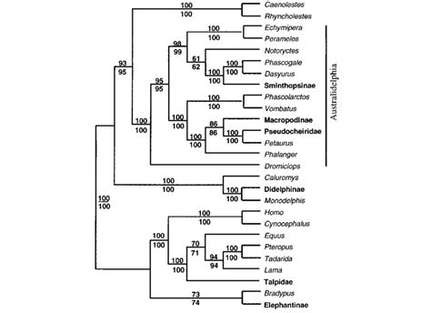 Bayesian Tree Gtr C I Model Of Sequence Evolution Based On The 64 Download Scientific