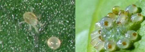 مديريت کنه‌های سبزی و جالیز اگروتک مجله کشاورزی