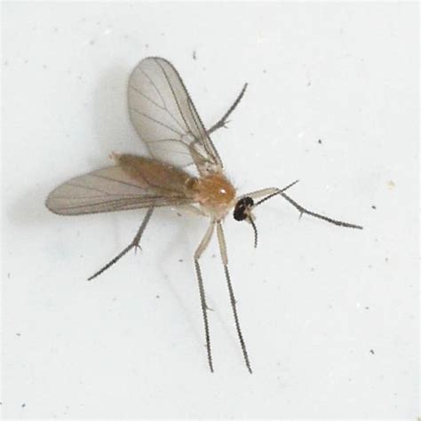 Gnat Diadocidia Ferruginosa Bugguidenet