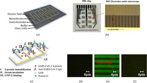 A 3d Model Of The Ide Chip Not To Scale B Ide Chip And View