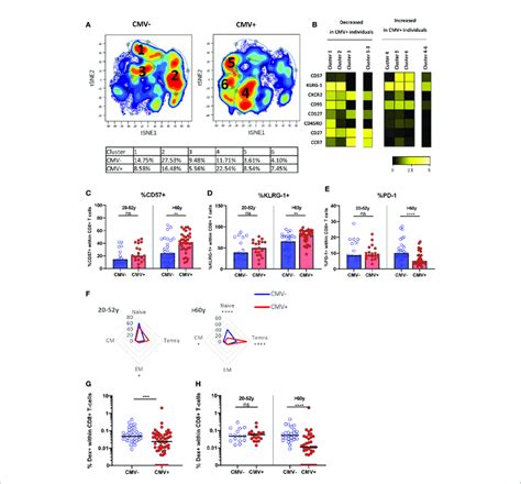 The Effect Of Cmv On Memory Cd8 T Cells And Iav Specific Cd8 T