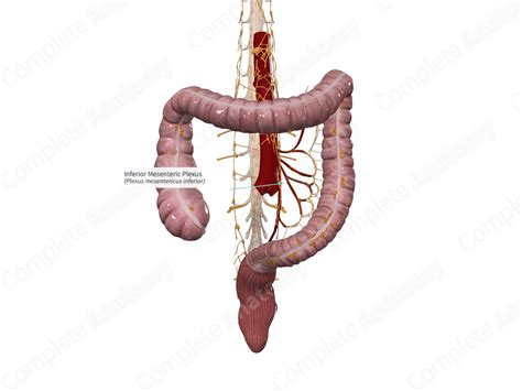 Inferior Mesenteric Plexus Complete Anatomy