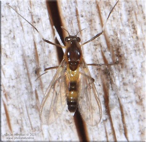 Cricotopus Bugguide Net