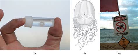 Class Cubozoa Class Cubozoa