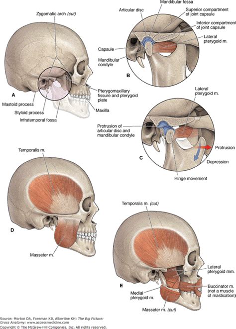 Infratemporal Fossa