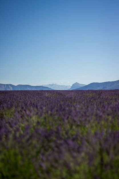 Verticale Shot Van Een Prachtige Paarse Lavendel Veld Met Mooie Rustige