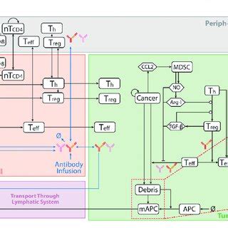 QSP Model Diagram The Model Is Divided Into Of Four Compartments Download Scientific Diagram