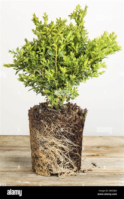 Young Plant Of Boxwood Bush With Exposed Root Ready For Planting Stock