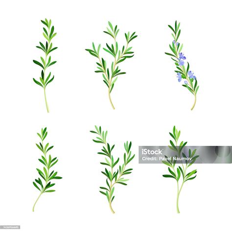 신선한 로즈마리 Sprigs 향신료 허브 만화 벡터 일러스트 레이 션의 세트 로즈마리에 대한 스톡 벡터 아트 및 기타 이미지