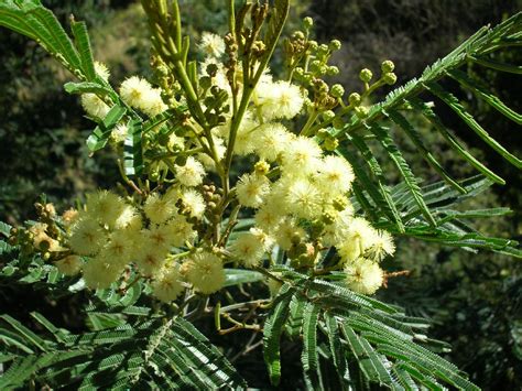 🍀 Cómo Cultivar Y Cuidar Una Acacia Negra