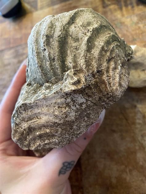 fossils found in texas creek bed r they old clams r fossilid