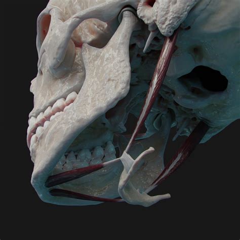 Digastric Fossa Lower Jaw Or Mandible
