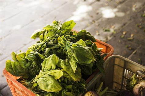 Cara Menyimpan Bayam Di Kulkas Jangan Dicuci Berkeluarga
