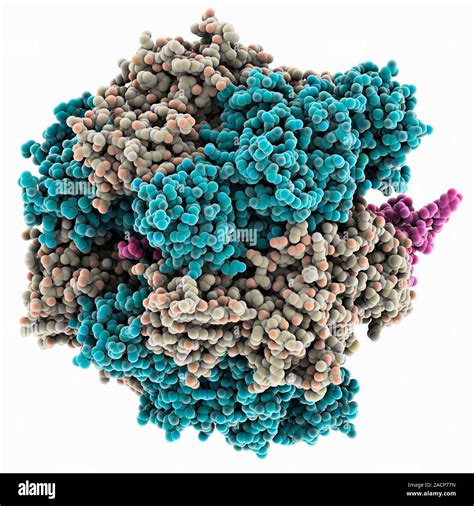 Atpase Molecule Computer Model Showing The Structure Of The Catalytic F1 Unit Of An Atp