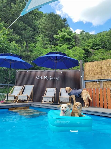 반려생활 [애견동반운동장 수영장] 하루종일 프라이빗하개 대관 수영장 오마이풍