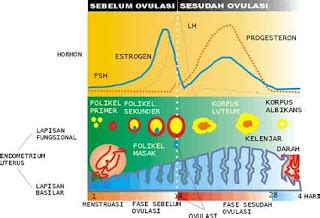 Hadijah Menulis SIKLUS MENSTRUASI