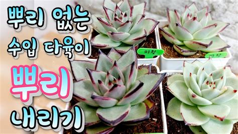 뿌리 없는 다육이 뿌리 내리기 그냥 상토 위에 뿌리가 날 때까지 얹어 둬요 뿌리가 나면 분갈이 해요 多肉植物 たにく