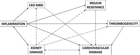 Uremic Toxicity Clinical Tree