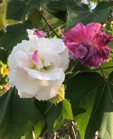 Hibiscus Mutabilis The Collectors Corner Buy Unusual Perennial Plants Bulbs And Shrubs