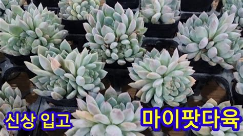 마이팟다육 신상 입고 아이들 플로리디티 브레들리 쌍화 다크초코렛 Youtube