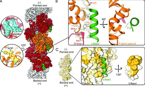 Cryo Em Structure Of The Lifeact F Actin Adp P I Phalloidin Complex