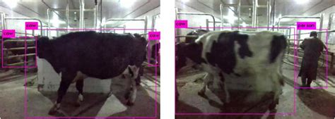 illustrations of cow object detection results download scientific diagram