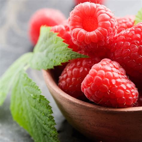 Buy Raspberry Ruby Beauty Patio J Parker Dutch Bulbs