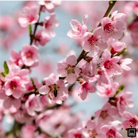 Niruja Sivarasa Youtube