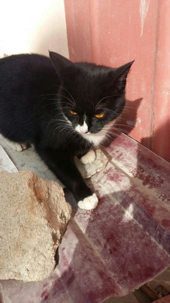 Юлия Ткачева Очень красивая молодая бездомная кошечка пристраивается в добрые руки Безумно