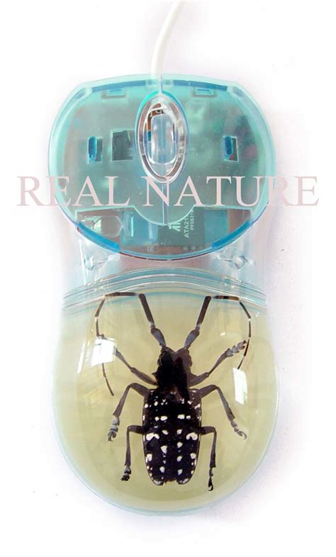 Novel Real Insect Computer Mouse Longhorn Beetle Insect Amber Craft And Amber Mouse Price