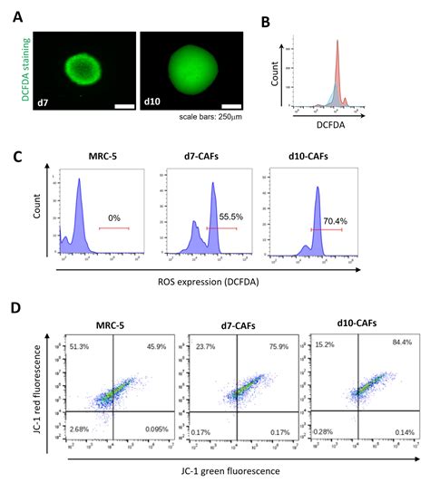 Video Assessment Of Mitochondrial Health In Cancer Associated