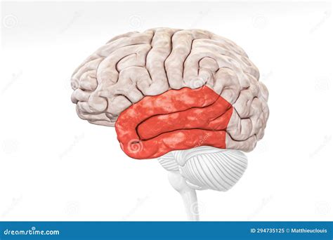 Cerebral Cortex Parietal Lobe In Red Color Profile View Isolated On